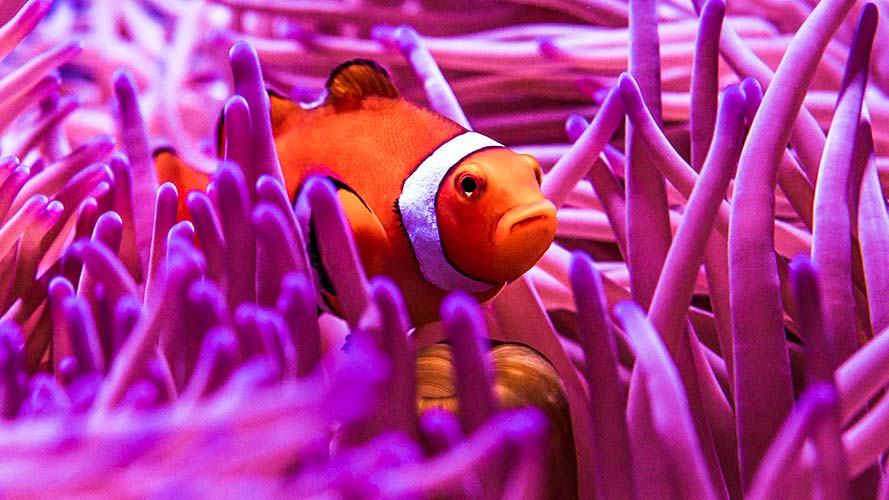The 5 Best Diving Spots in Cuba: A Diver's Guide