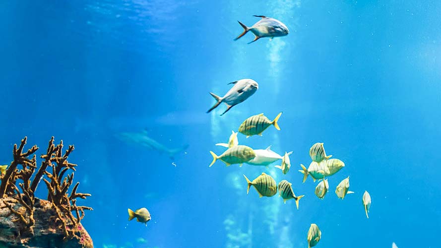 The 5 Best Diving Spots in Cuba: A Diver's Guide