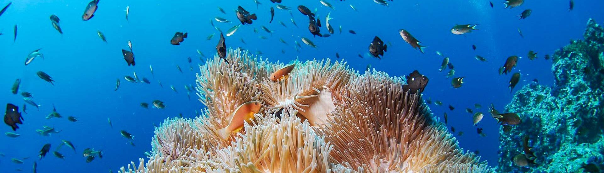 The 5 Best Diving Spots in Cuba: A Diver's Guide