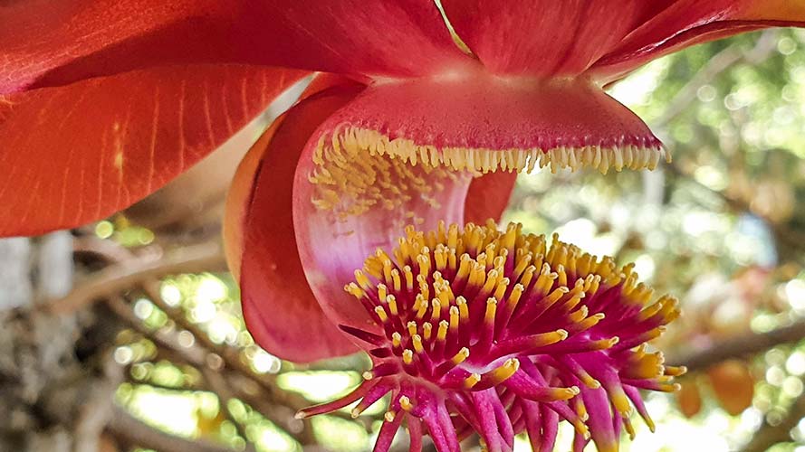 Foster Botanical Garden: Your Complete Guide (& Is It Worth It?)