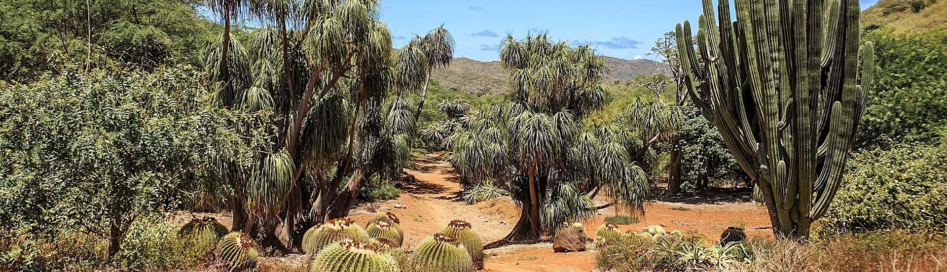 Koko Crater Botanical Garden: Dein kompletter Guide (& lohnt es sich?)
