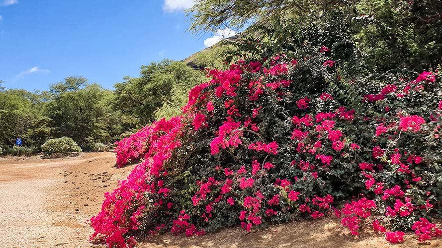 Koko Crater Botanical Garden: Dein kompletter Guide (& lohnt es sich?)