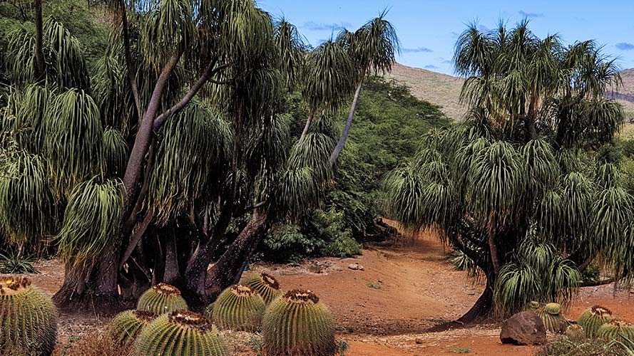 Koko Crater Botanical Garden: Dein kompletter Guide (& lohnt es sich?)