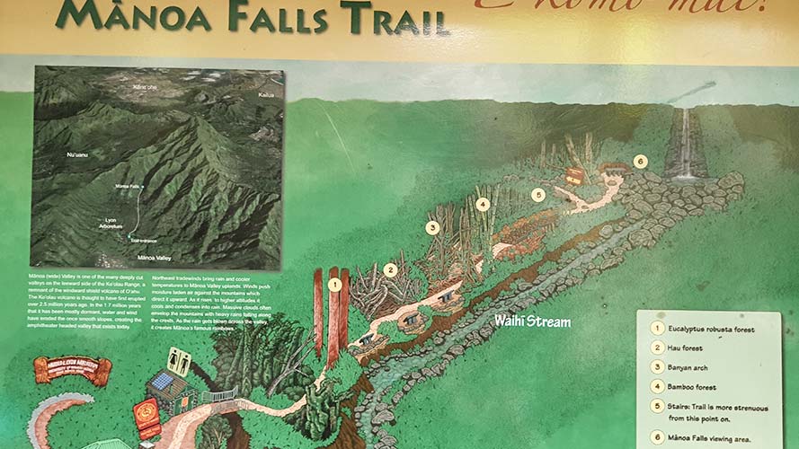 Manoa Falls Trail, Oahu: Your Complete Hiking Guide (& Is It Worth It?)
