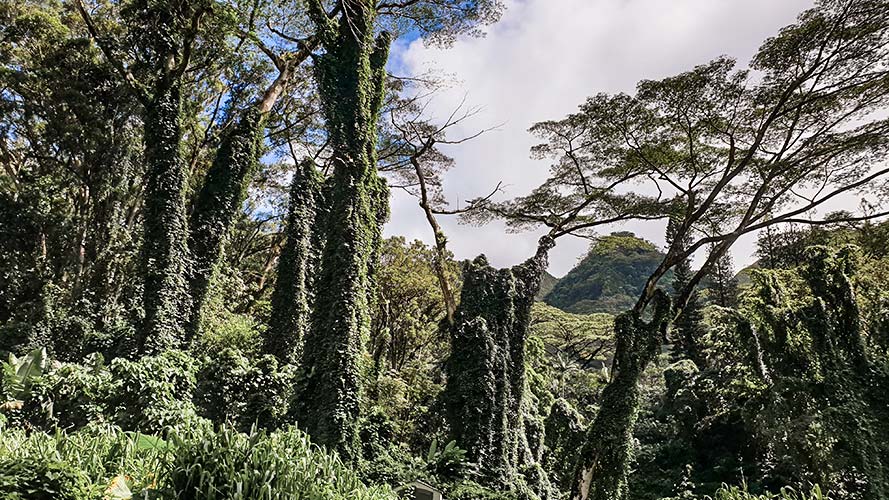 The 9 Best Hikes on Oahu: Your Complete Trail Guide (for All Levels)