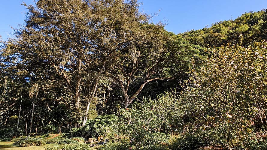 Waimea Valley, Oahu: Your Complete Guide (& Is It Worth It?)